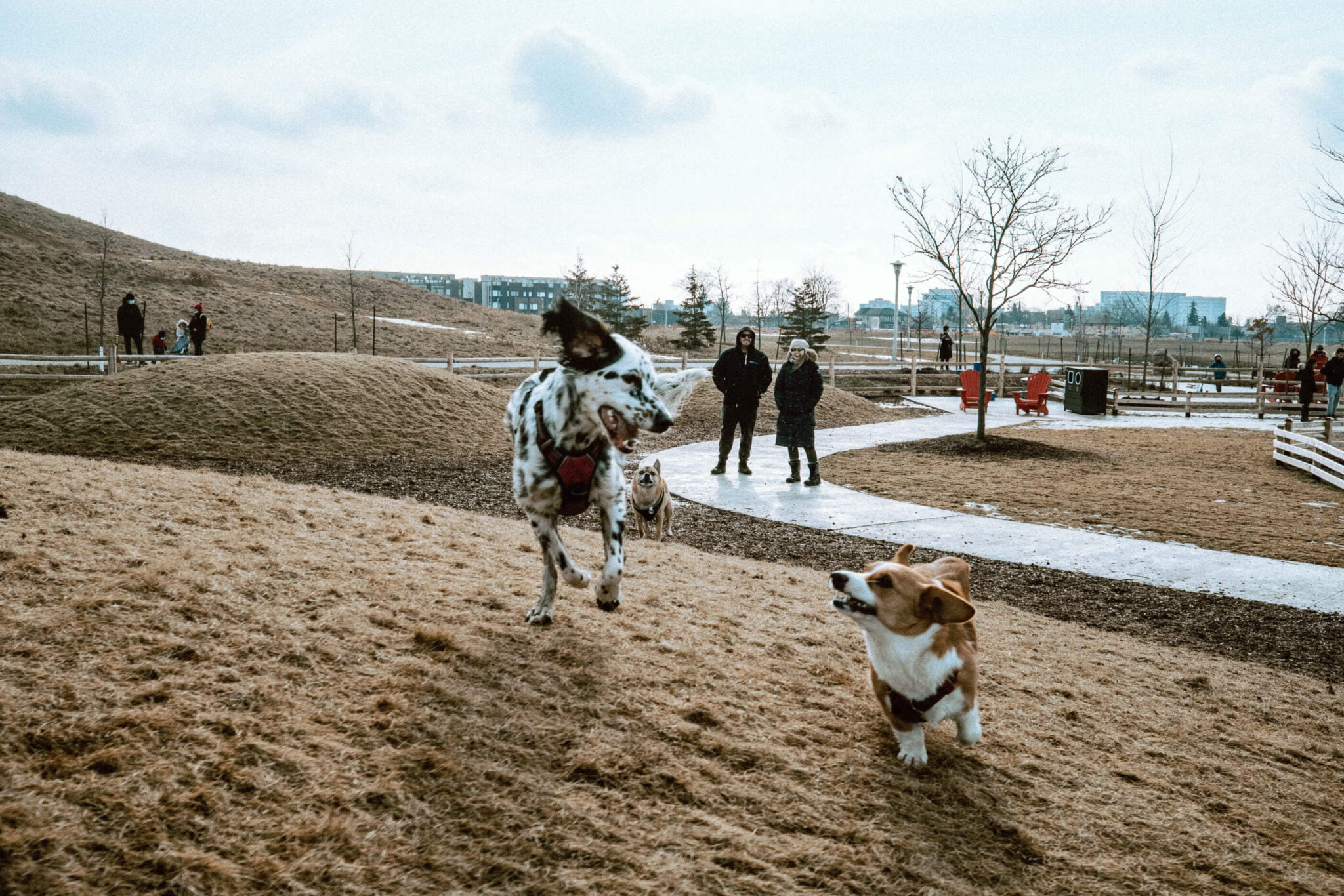 Which Dog Parks In Toronto Have Dedicated Small Dog Areas? - SYDE Road
