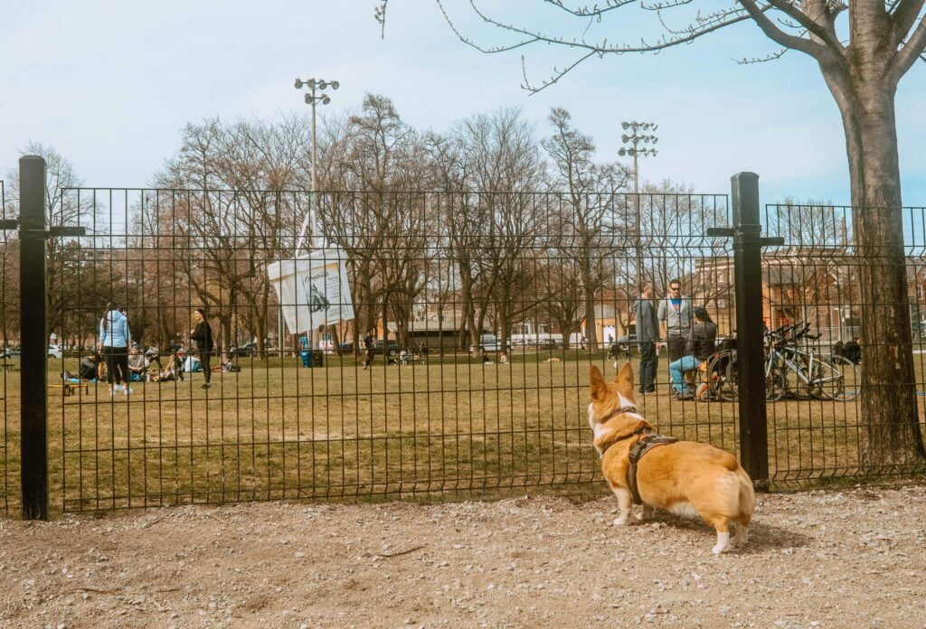 Dusty Fun At The Popular South Stanely Dog Park In Toronto - SYDE Road