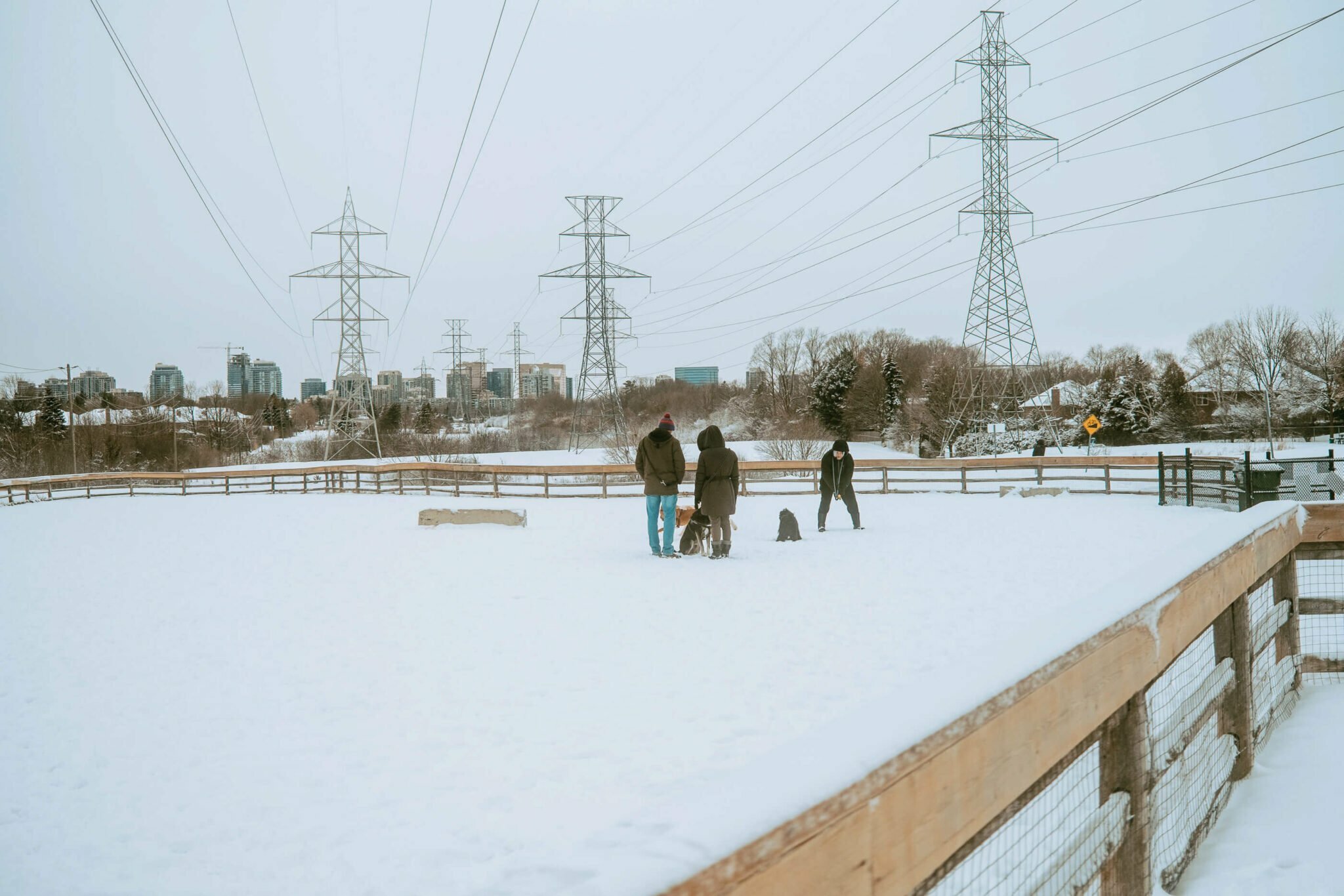 bayview-arena-park-a-bayview-dog-park-with-many-names-syde-road